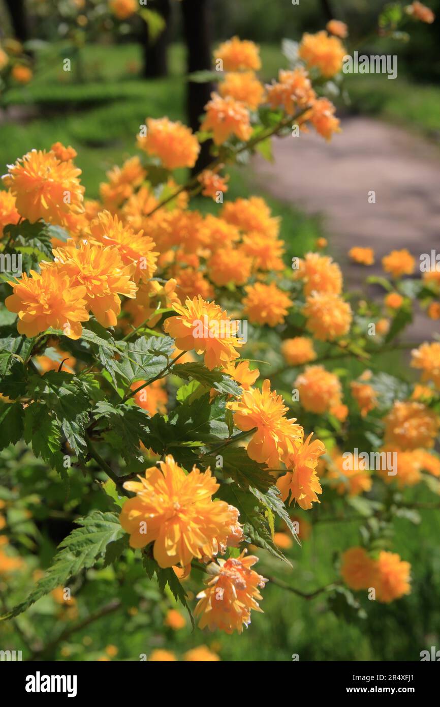 The photo was taken in the botanical garden of the city of Odessa. The ...