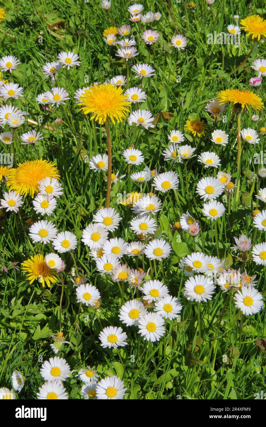 The picture was taken in the spring in Germany. The photograph shows ...