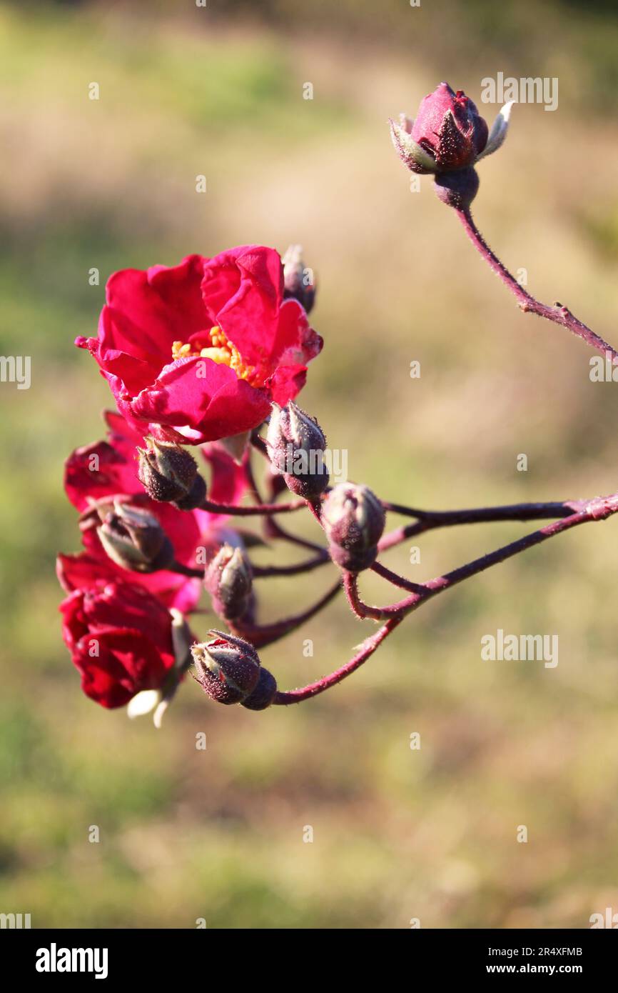 The picture shows the blossoming buds of roses close-up Stock Photo - Alamy