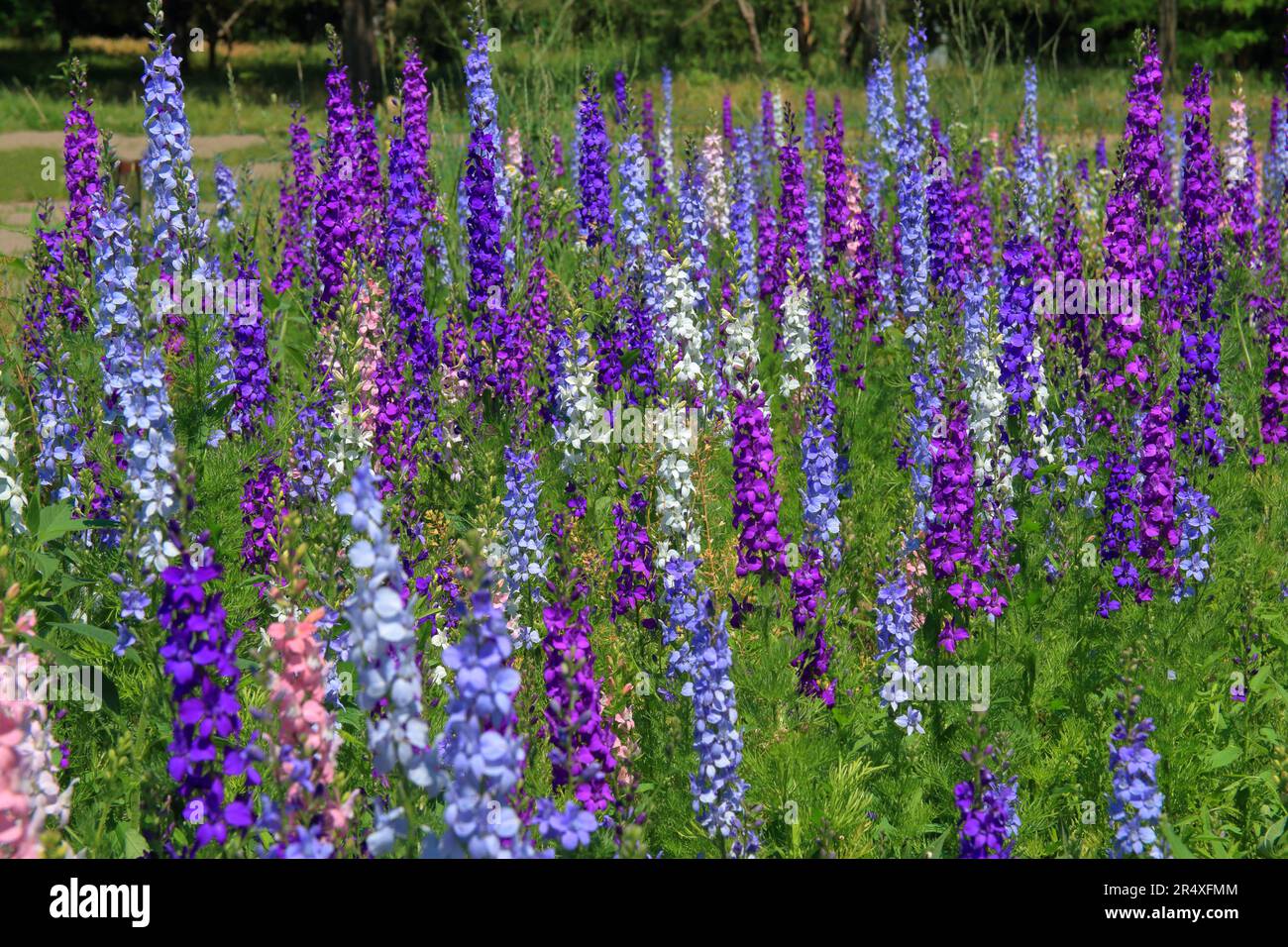 The photo was taken in the city garden of Odessa. The picture shows a ...