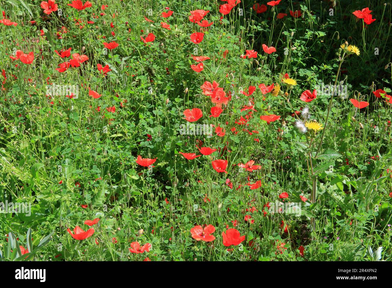 Photo taken in Turkey in springtime. The picture shows a green field ...
