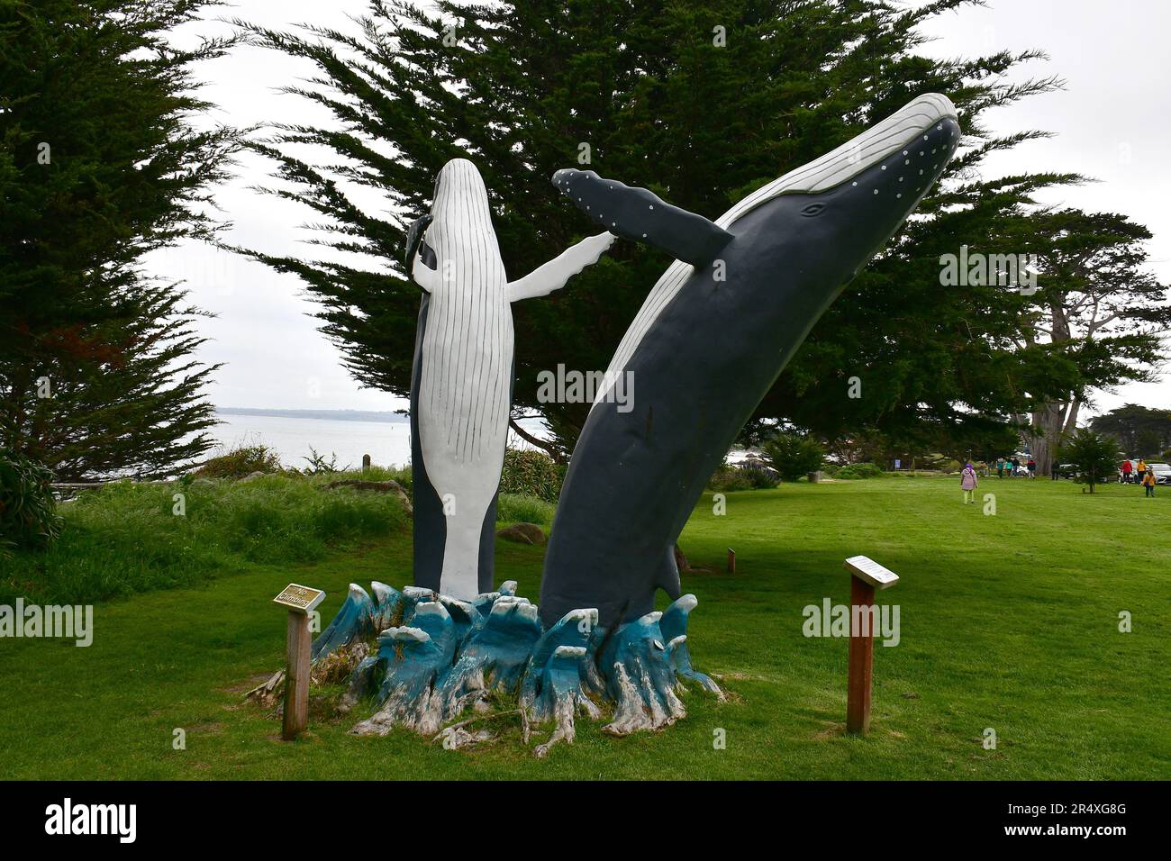 Humpback whale monterey bay hi-res stock photography and images - Alamy