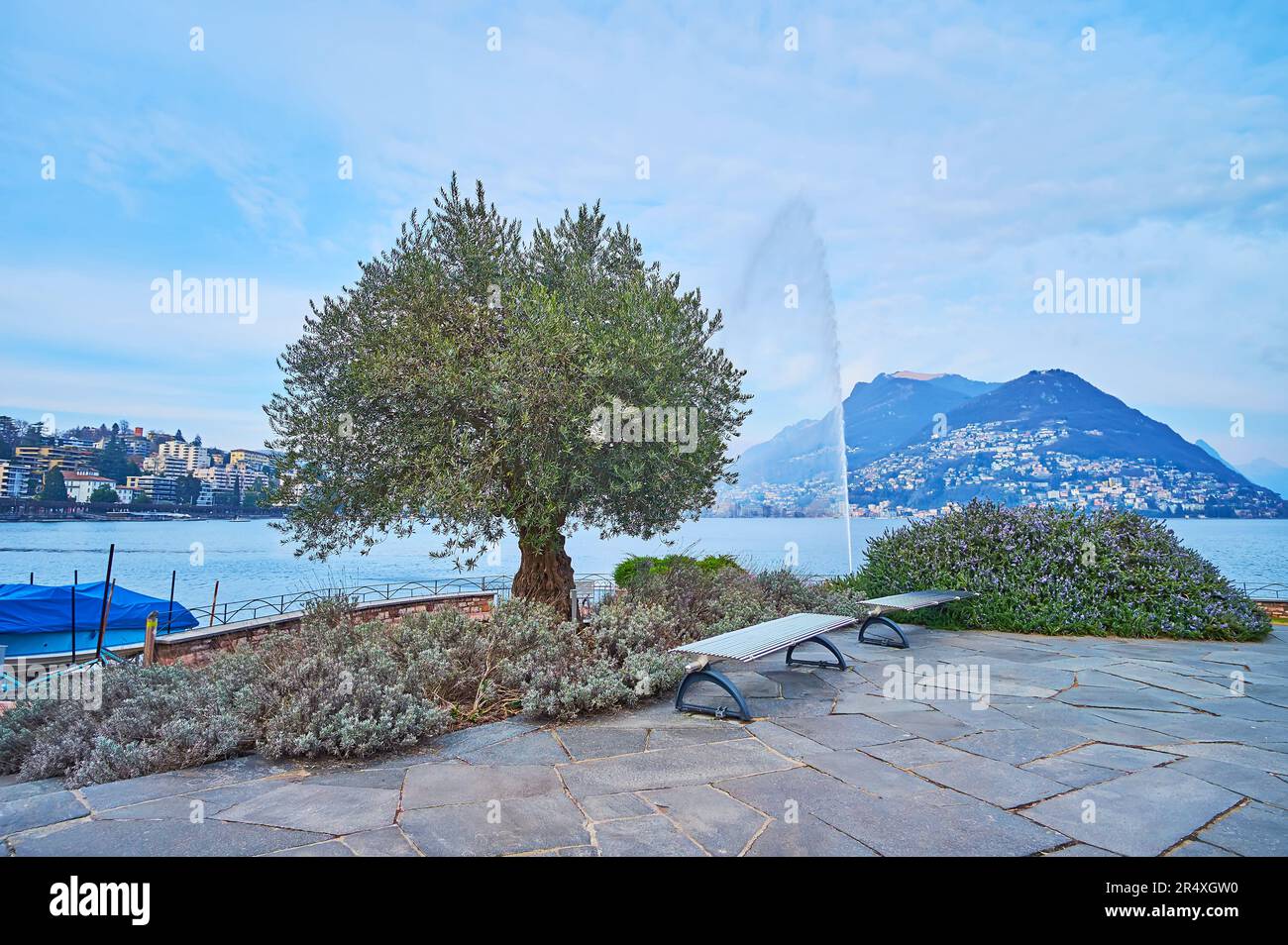 Riva Paradiso embankment is decorated with olive tree and blooming ...