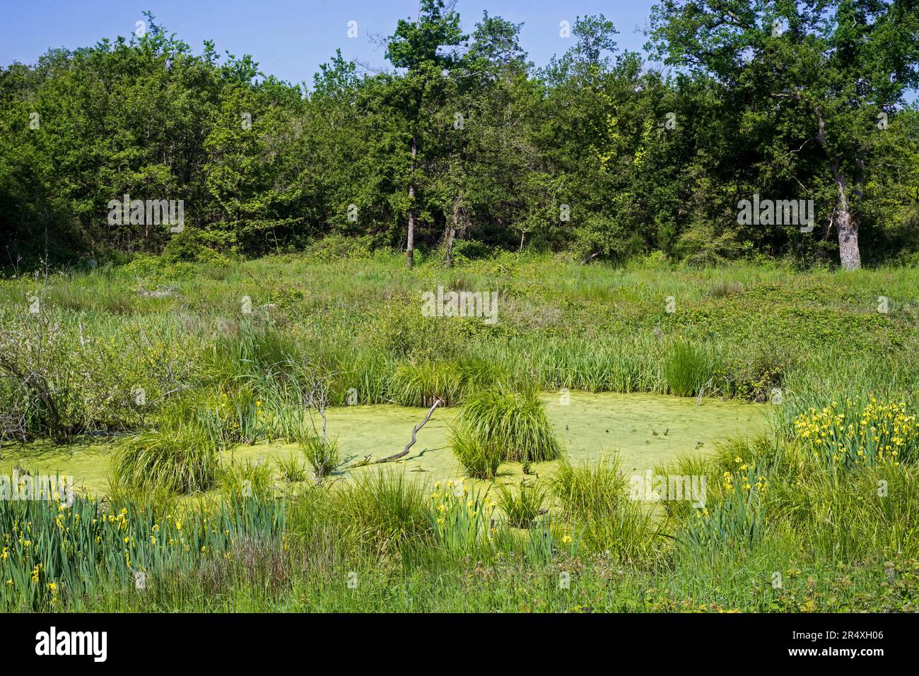 Toad pond / amphibian pool covered in duckweed in meadow at forest's ...