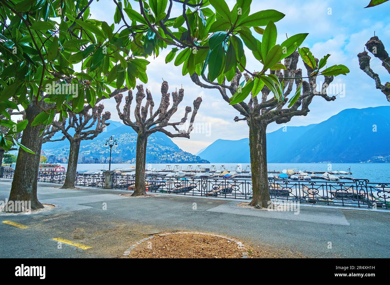 The spread trees on the lakeside promenade of Lake Lugano with a view ...