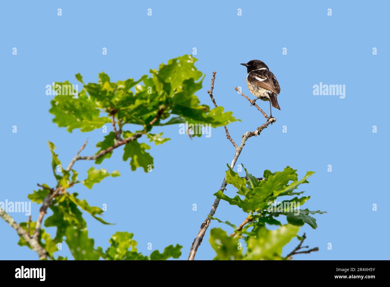 Adult stonechat hi-res stock photography and images - Alamy