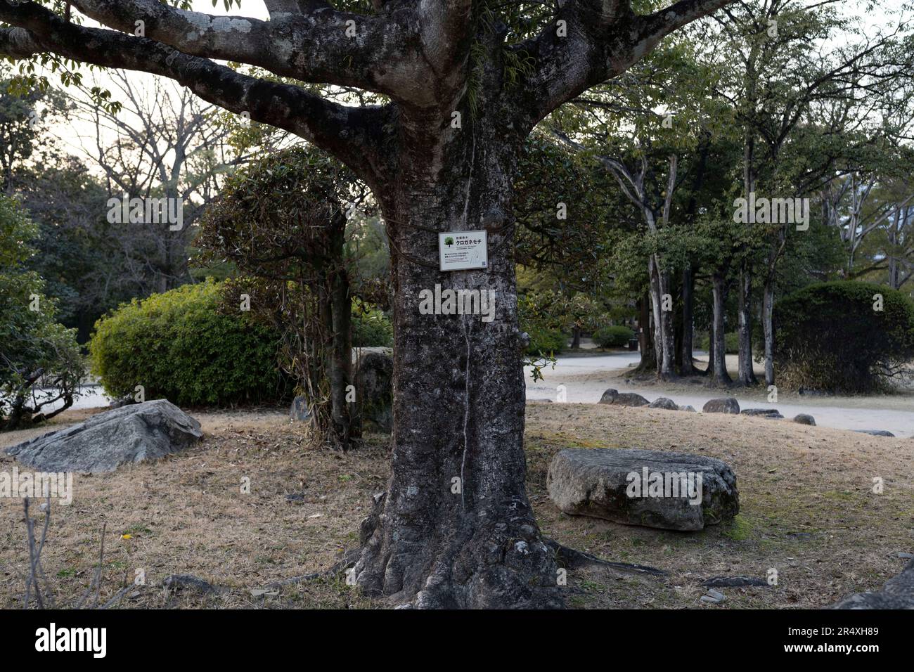 Hiroshima, Japan. 7th Mar, 2023. A tree on the grounds of Hiroshima ...