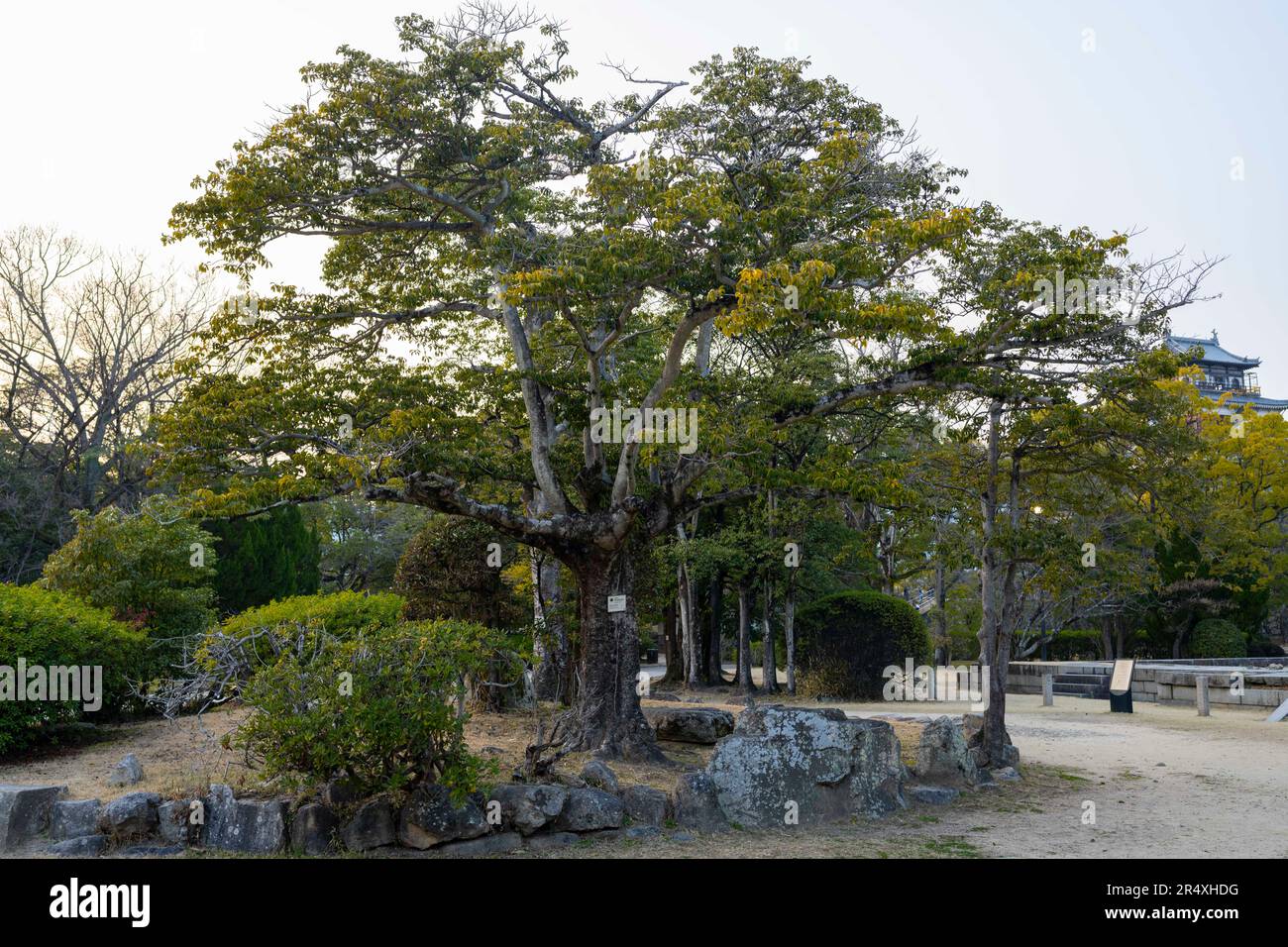 Hiroshima, Japan. 7th Mar, 2023. A tree on the grounds of Hiroshima ...