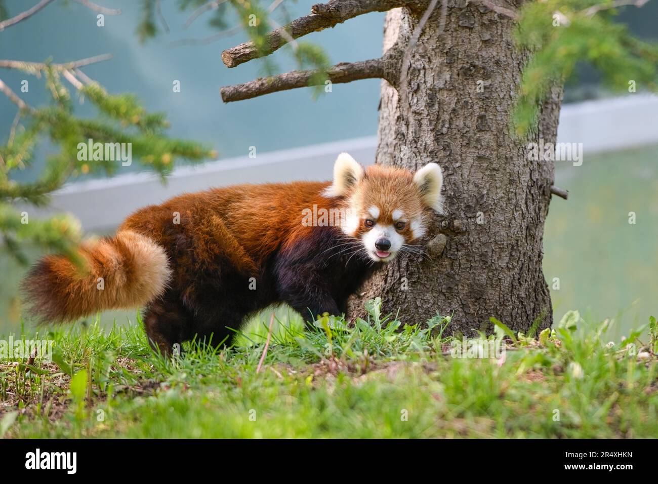 Red koala animal by a tree trunk Stock Photo - Alamy