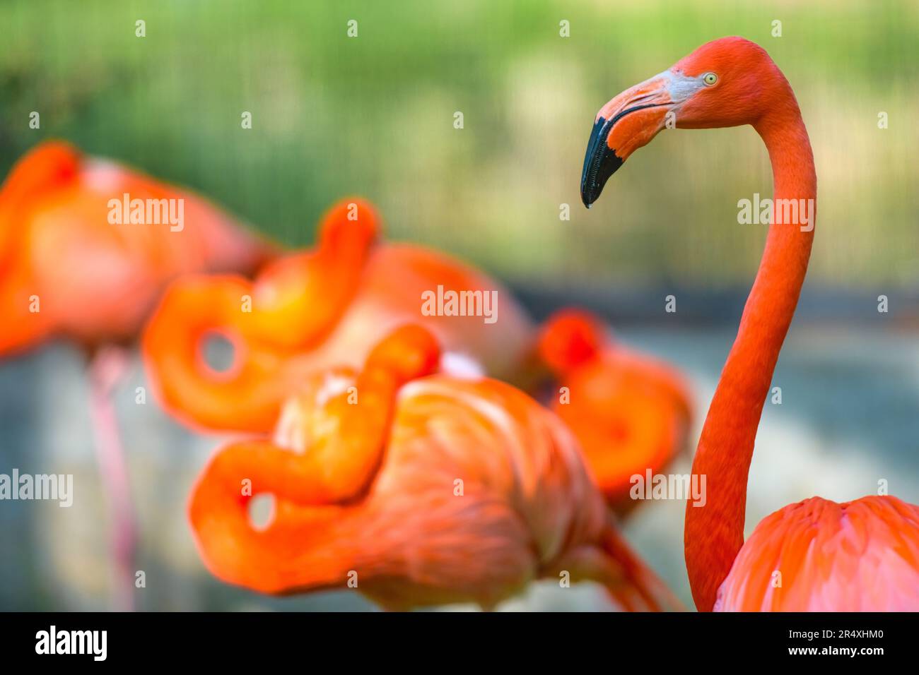 Birds living place hi-res stock photography and images - Alamy