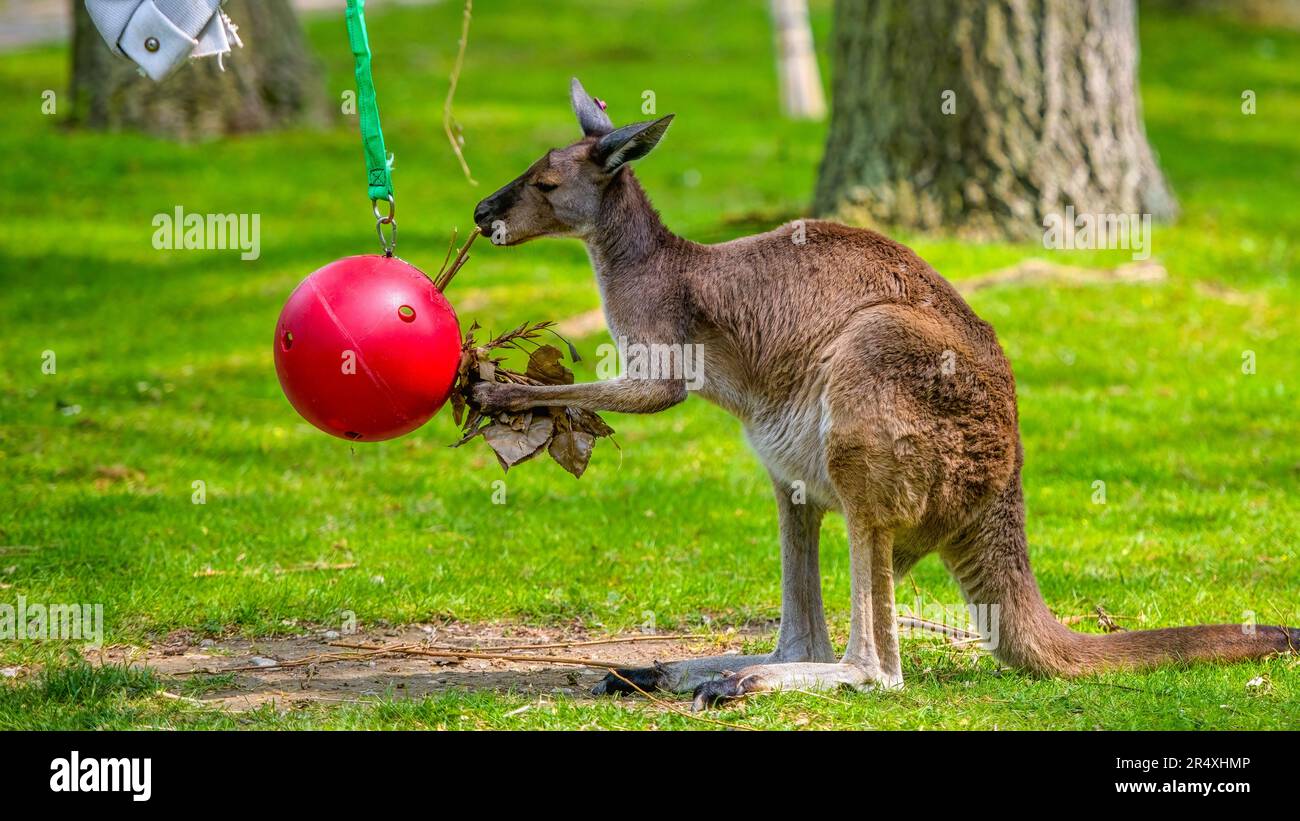 Kangaroo getting dry leaves for food from a plastic ball container ...