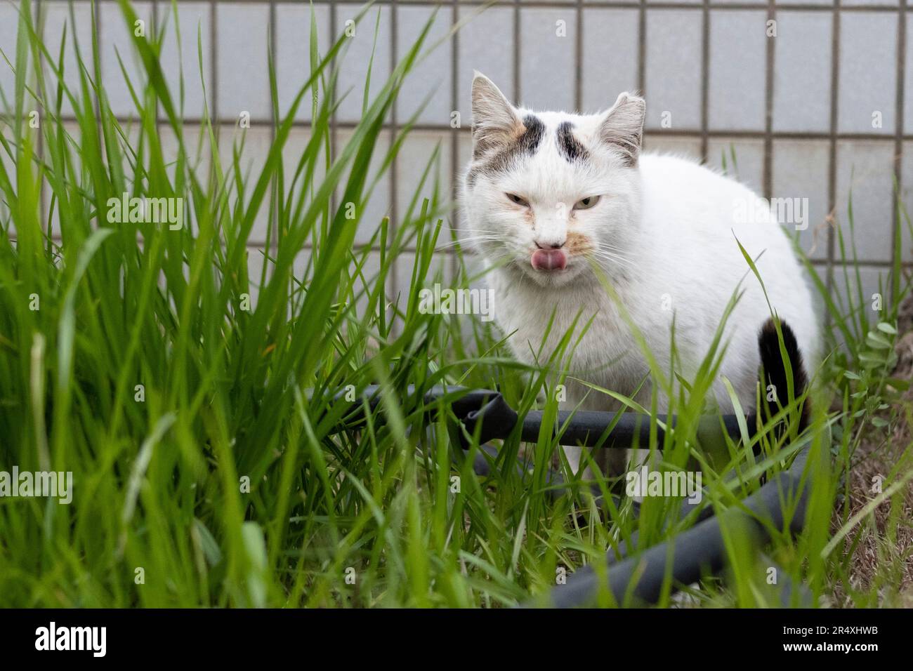 Hiroshima, Japan. 7th Mar, 2023. A feral cat, stray cat, eating grass ...