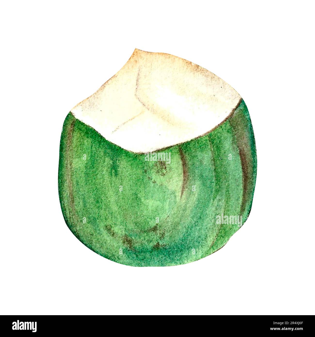green coconut painted in watercolor isolated white background hand ...