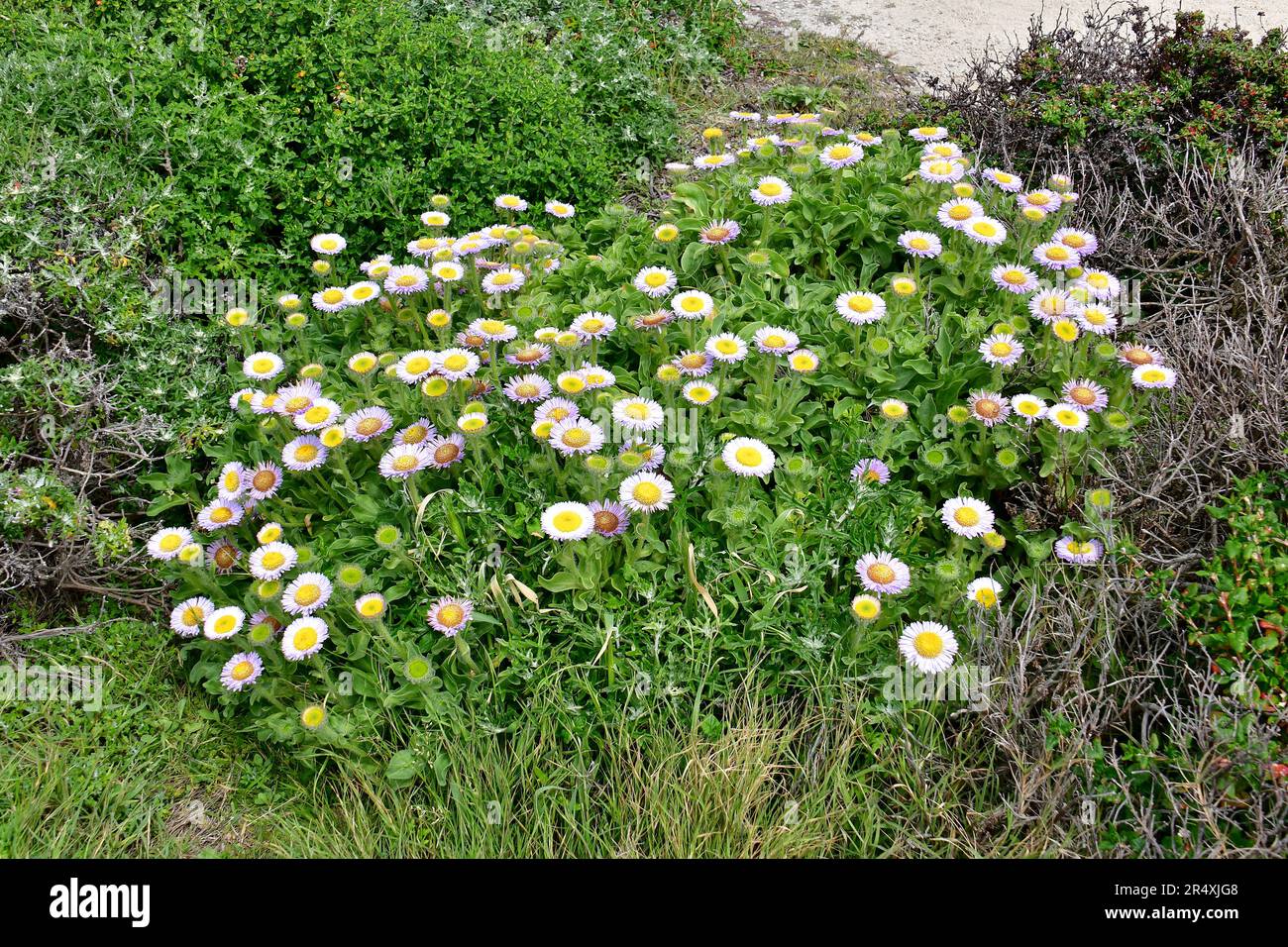 Tengerparti szazszorszep hi-res stock photography and images - Alamy