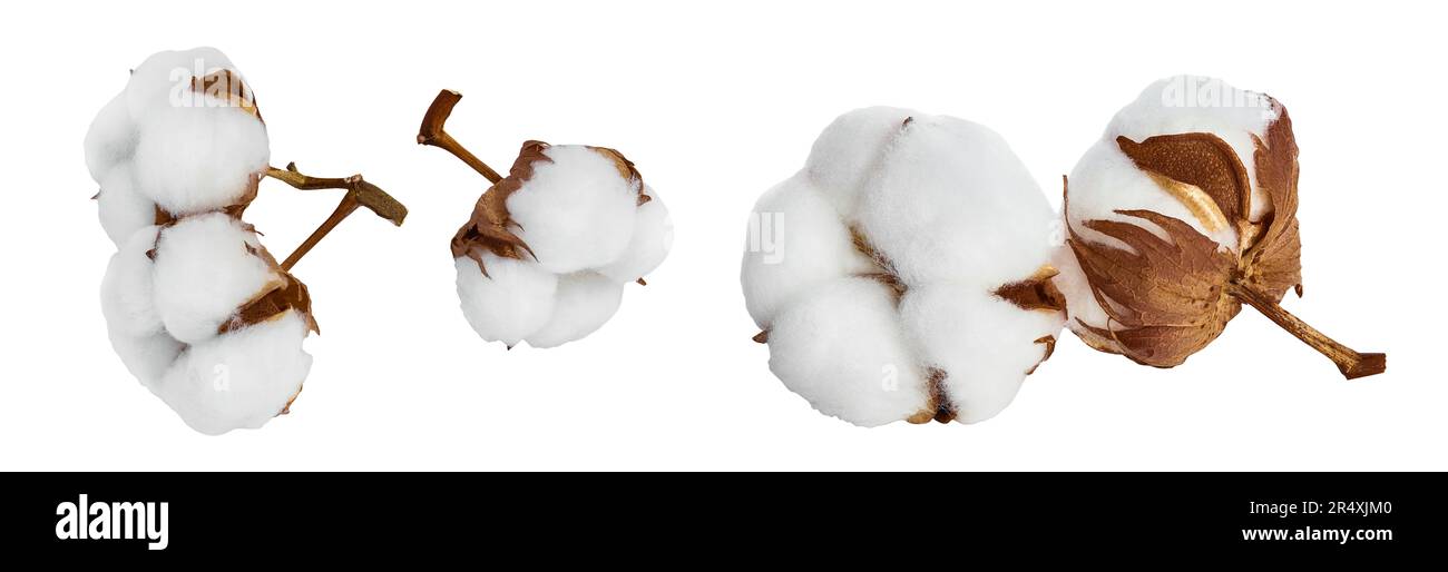 Cotton plant flower isolated on white background with full depth of ...