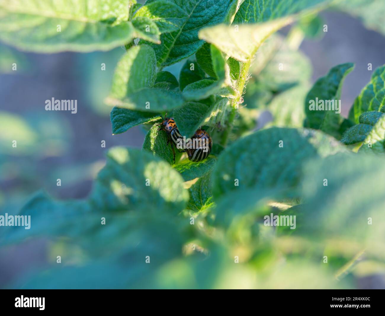 Colorado beetle eats a potato leaves young. Pests destroy a crop in the ...