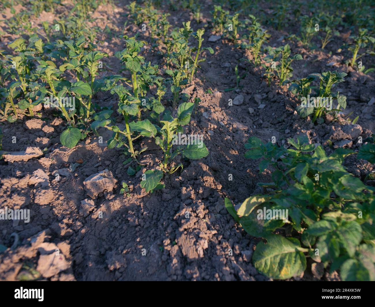 Green field of potato crops in a row photo Stock Photo - Alamy