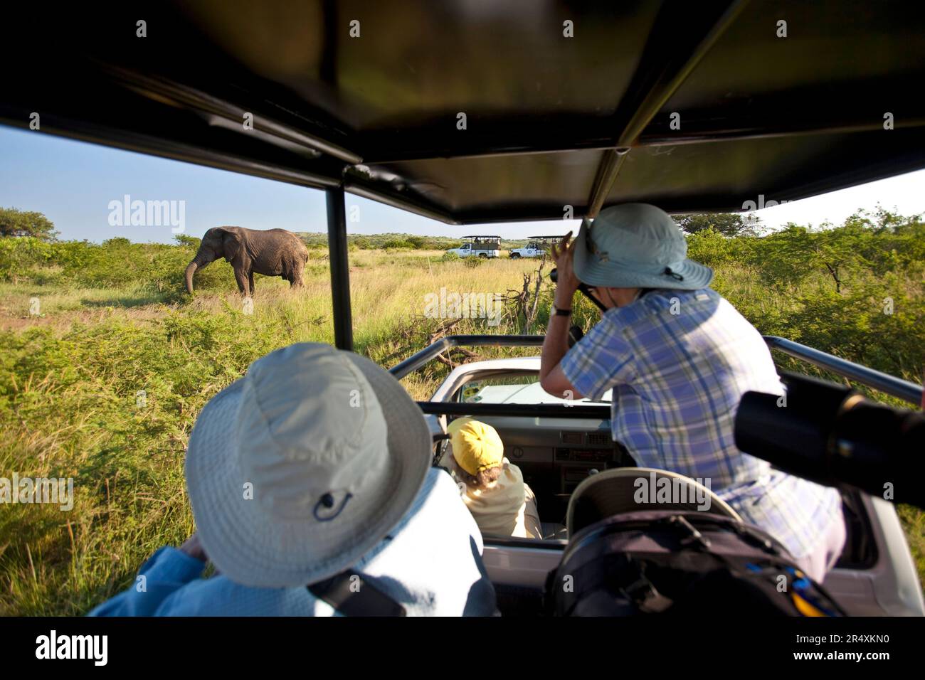 Tourists photograph an elephant at Hluhluwe Umfolozi game reserve in ...