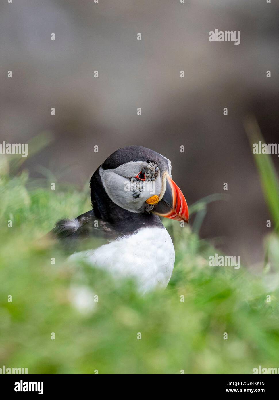 Puffins with tick infestations, Lunga, Scotland Stock Photo - Alamy