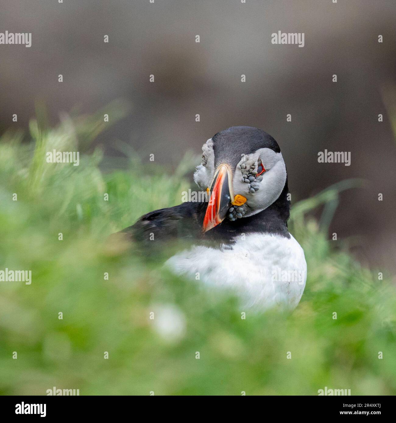 Puffins with tick infestations, Lunga, Scotland Stock Photo - Alamy