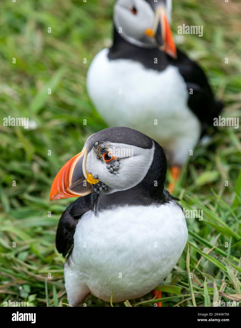 Tick infestations hi-res stock photography and images - Alamy
