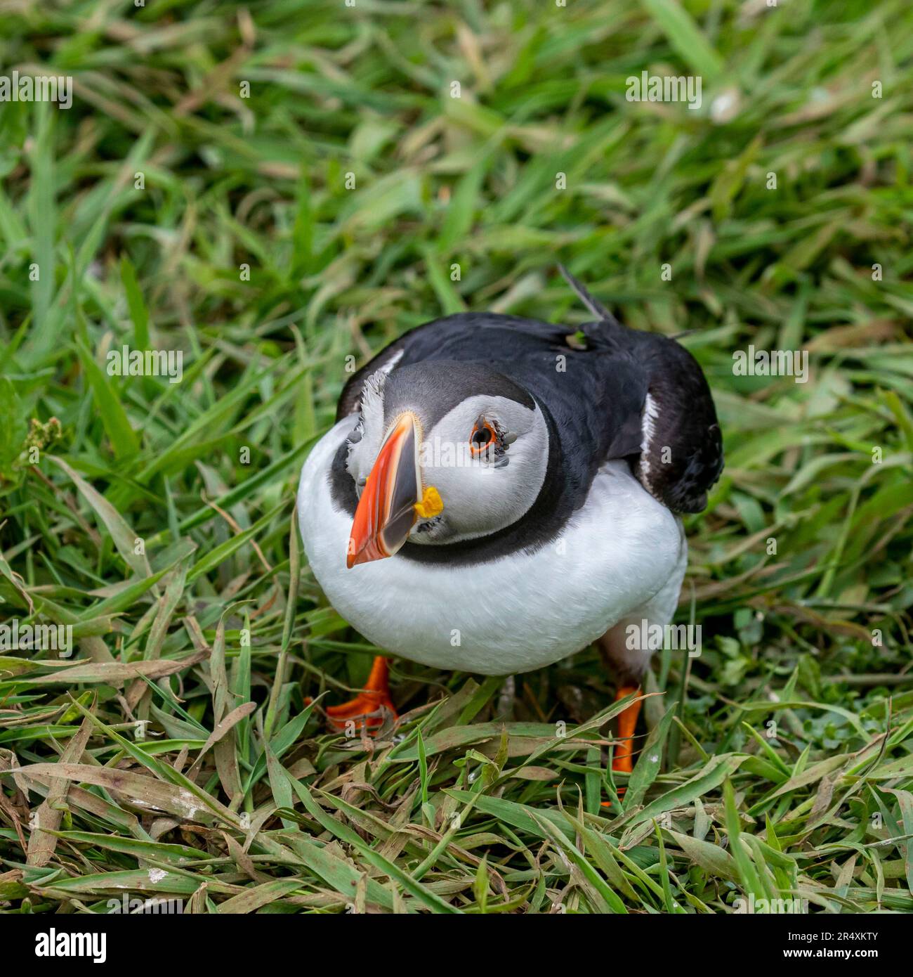 Puffins with tick infestations, Lunga, Scotland Stock Photo - Alamy