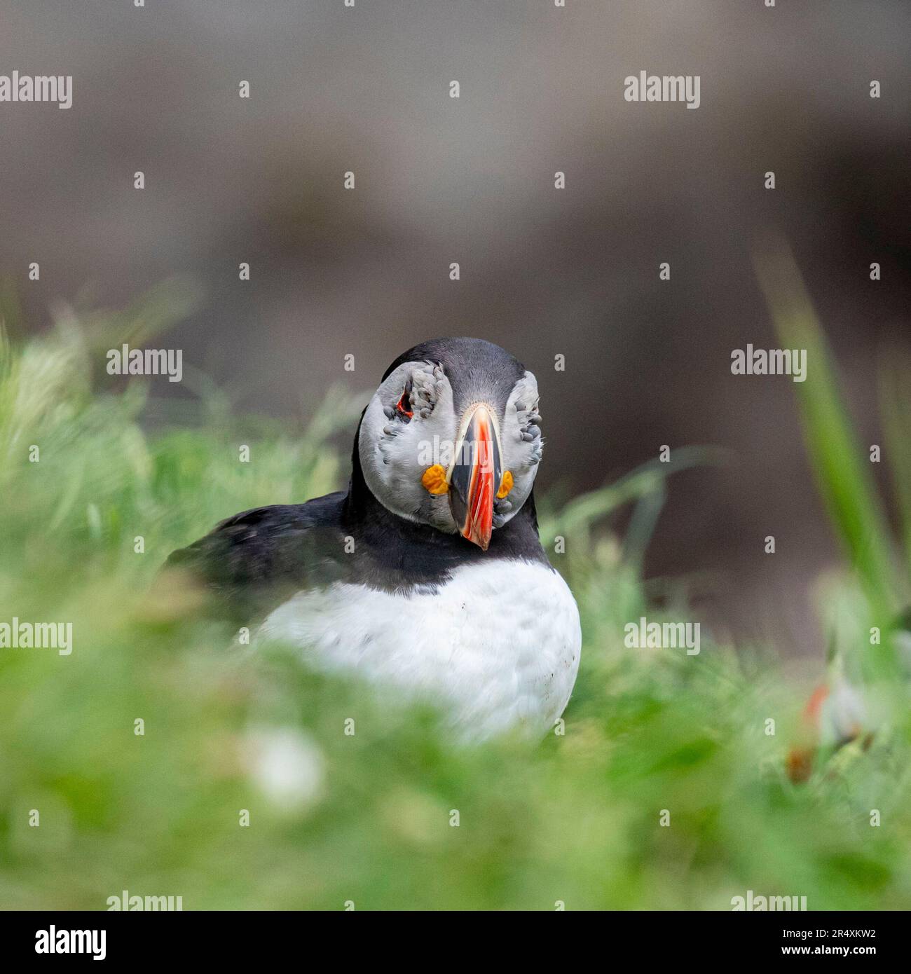 Puffins with tick infestations, Lunga, Scotland Stock Photo - Alamy