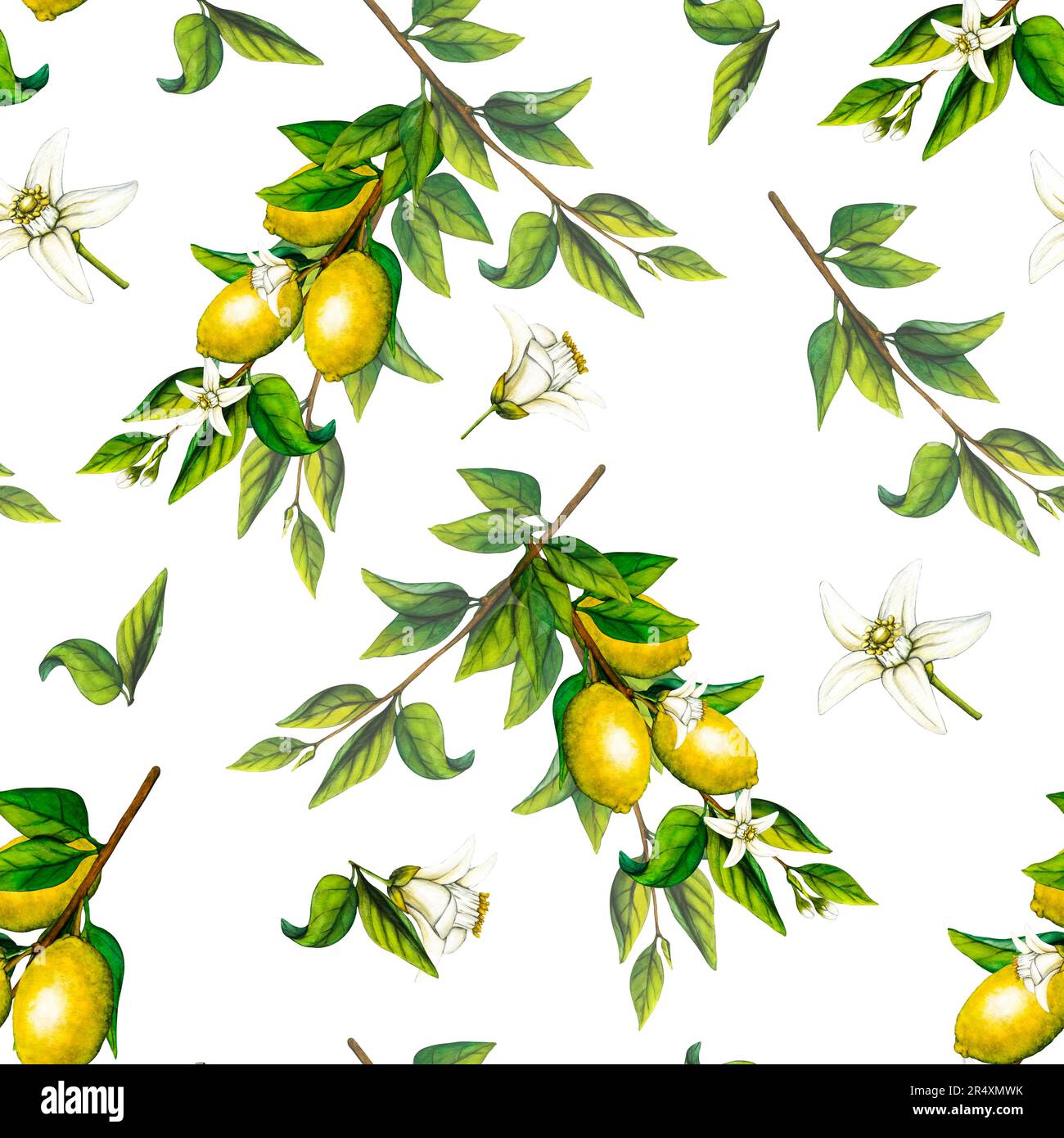 Watercolor seamless pattern lemon tree branch. Hand drawn botanical ...