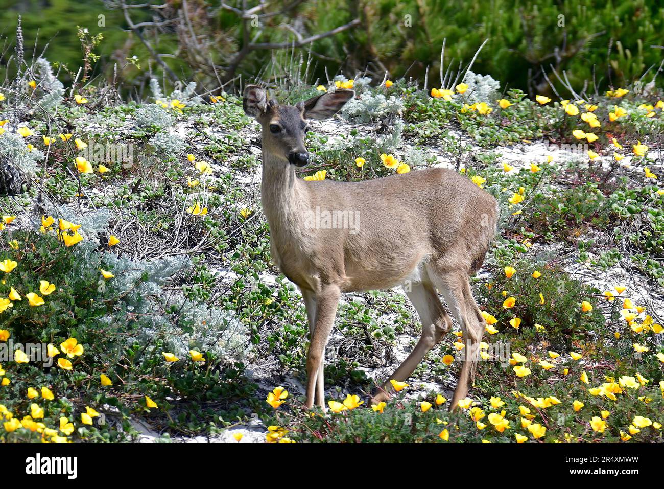 Columbian black-tailed deer, Cerf mulet, Maultierhirsch, Odocoileus ...