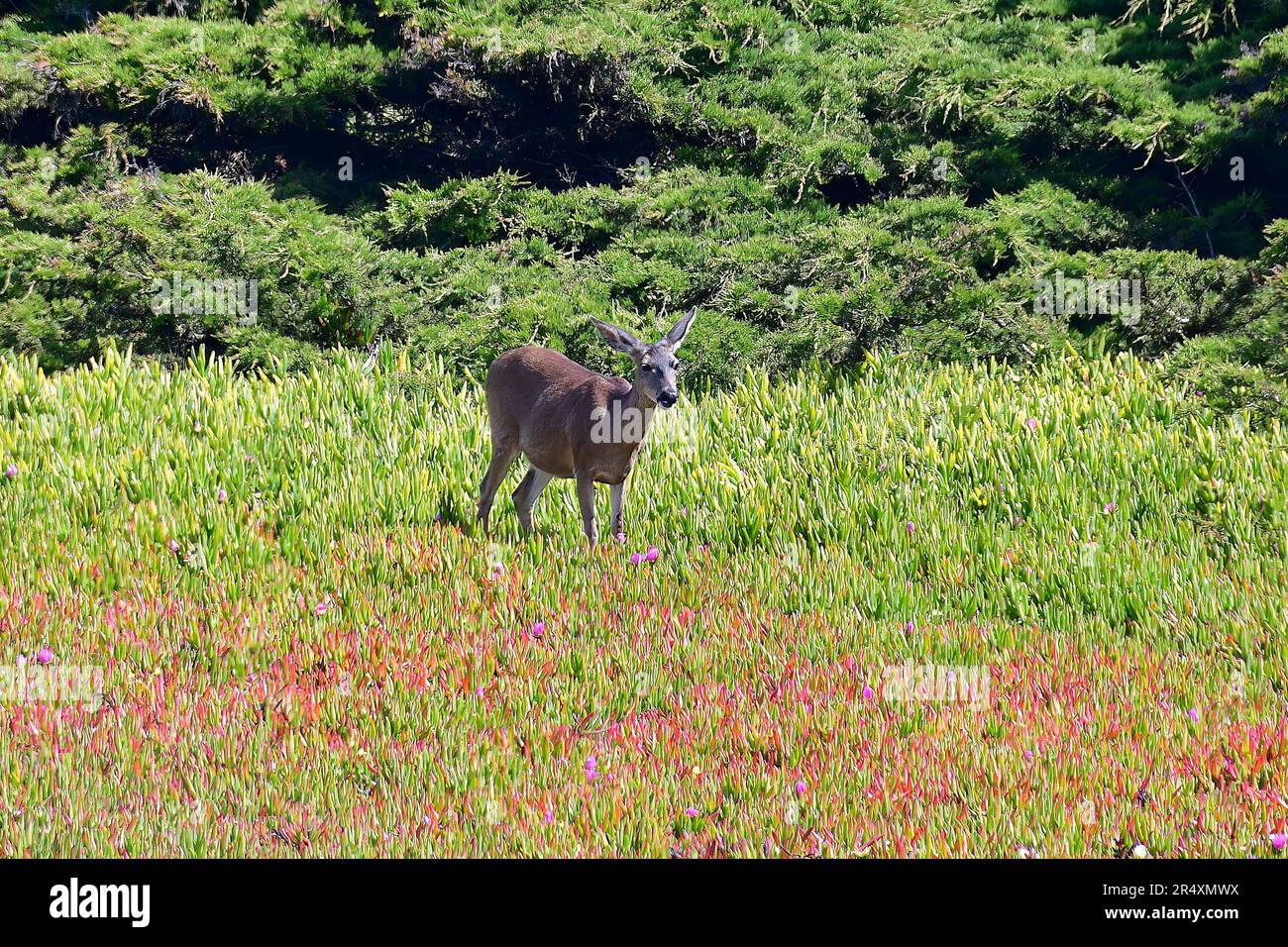 Columbian black-tailed deer, Cerf mulet, Maultierhirsch, Odocoileus ...