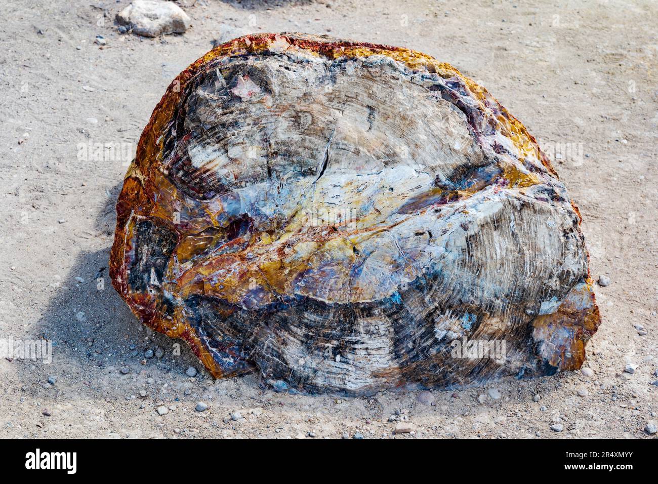 Rare & colorful petrified tree; Petrified Forest Trail; Escalante ...