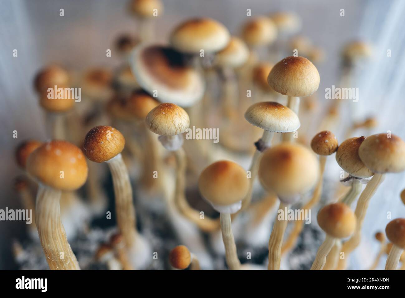 Growing mushrooms greenhouse hi-res stock photography and images - Alamy