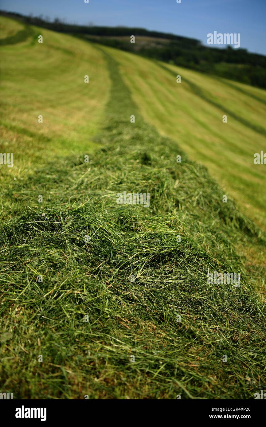 Das Heu wird gewendet und zu Reihen geordnet Stock Photo - Alamy