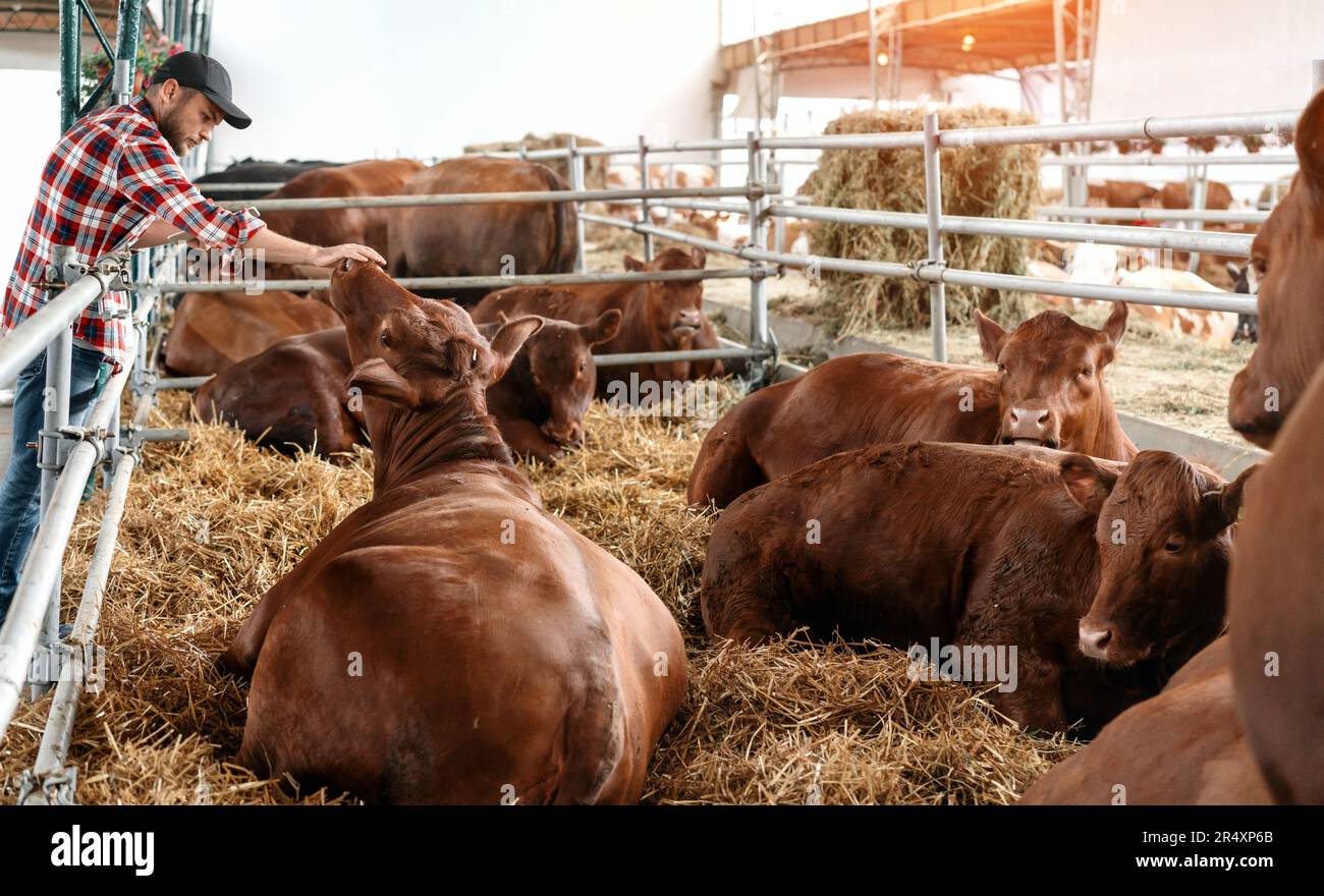 Man with cow hi-res stock photography and images - Alamy