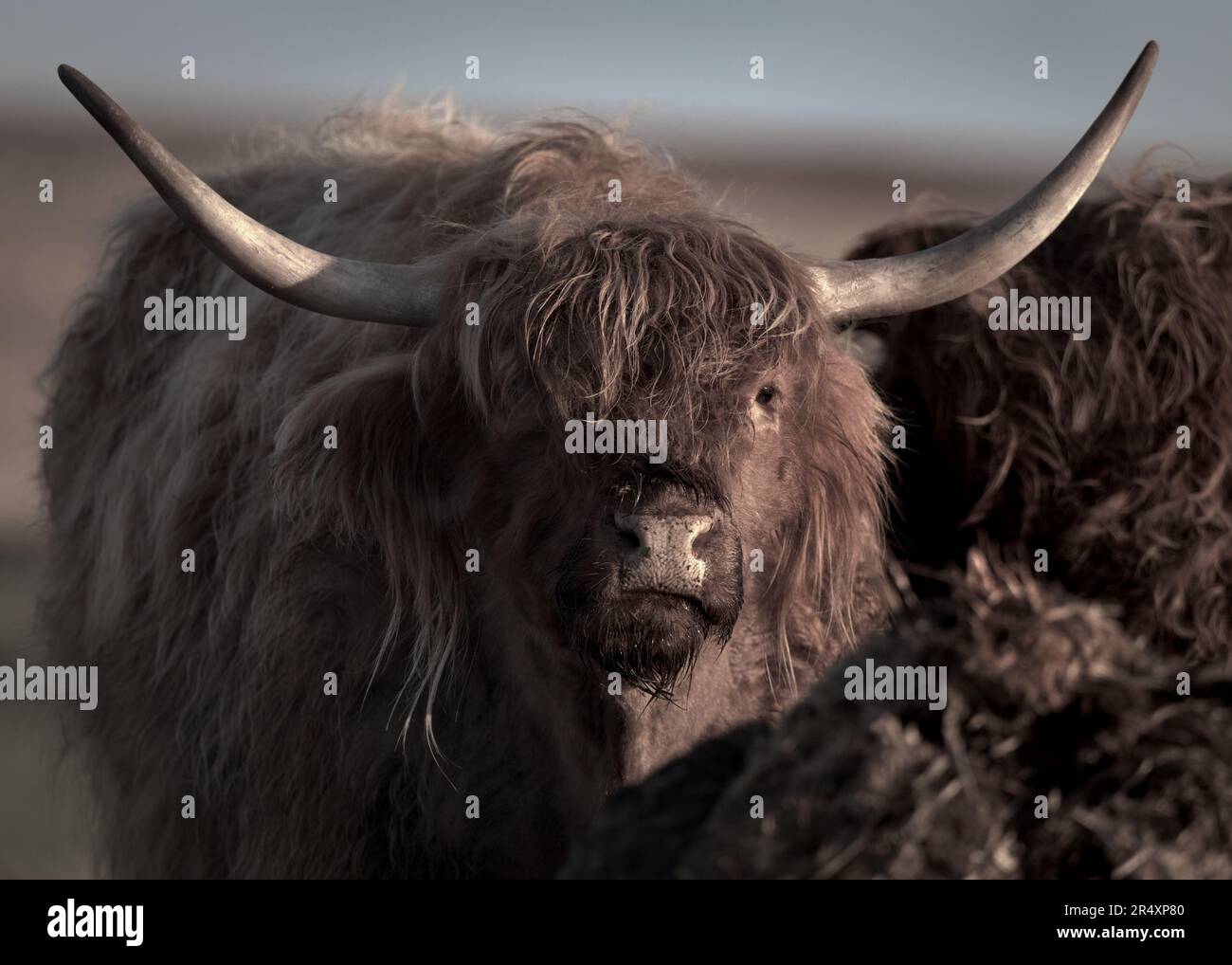 Peak district highland cow hi-res stock photography and images - Alamy