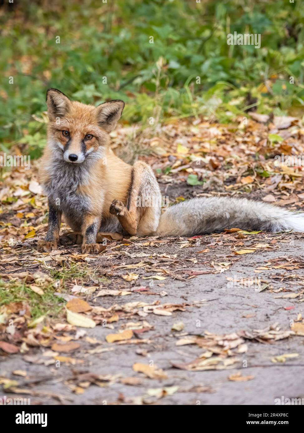 Red fox, Vulpes vulpes, sits on autumn forest path. Close up of a red fox Vulpes vulpes, sitting ...