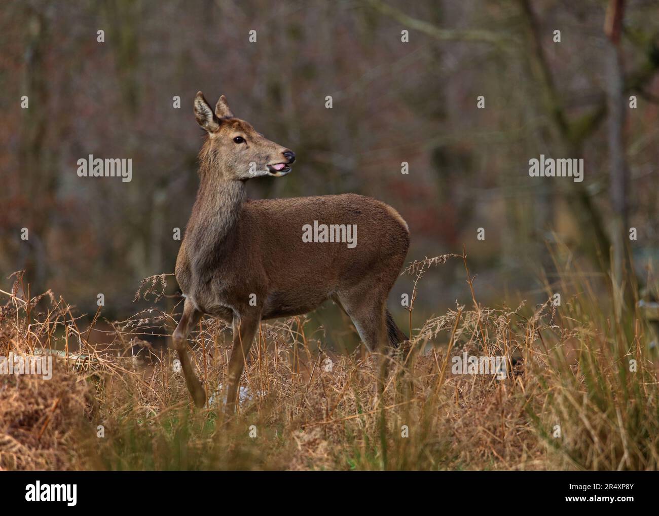 A female red deer (hind) at play in a peak district woodland clearing ...