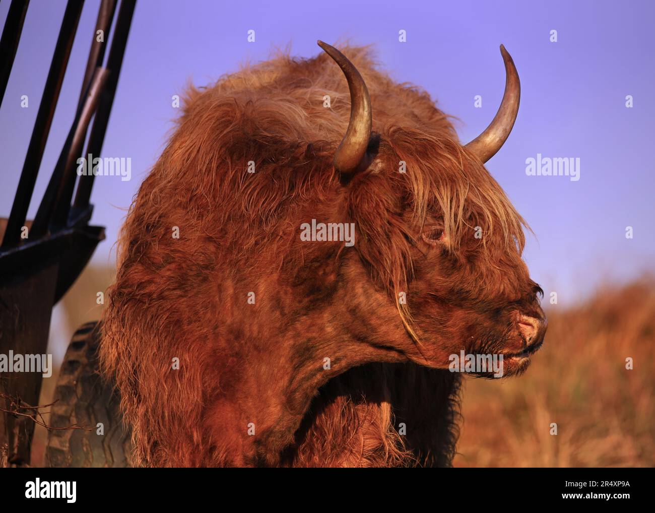 Portrait of a highland cow in a rural setting Stock Photo - Alamy