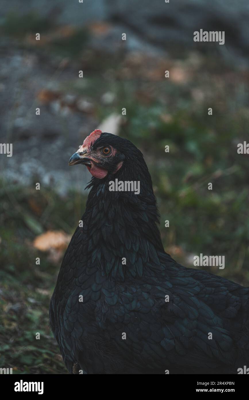 Sony alpha a3 hi-res stock photography and images - Alamy