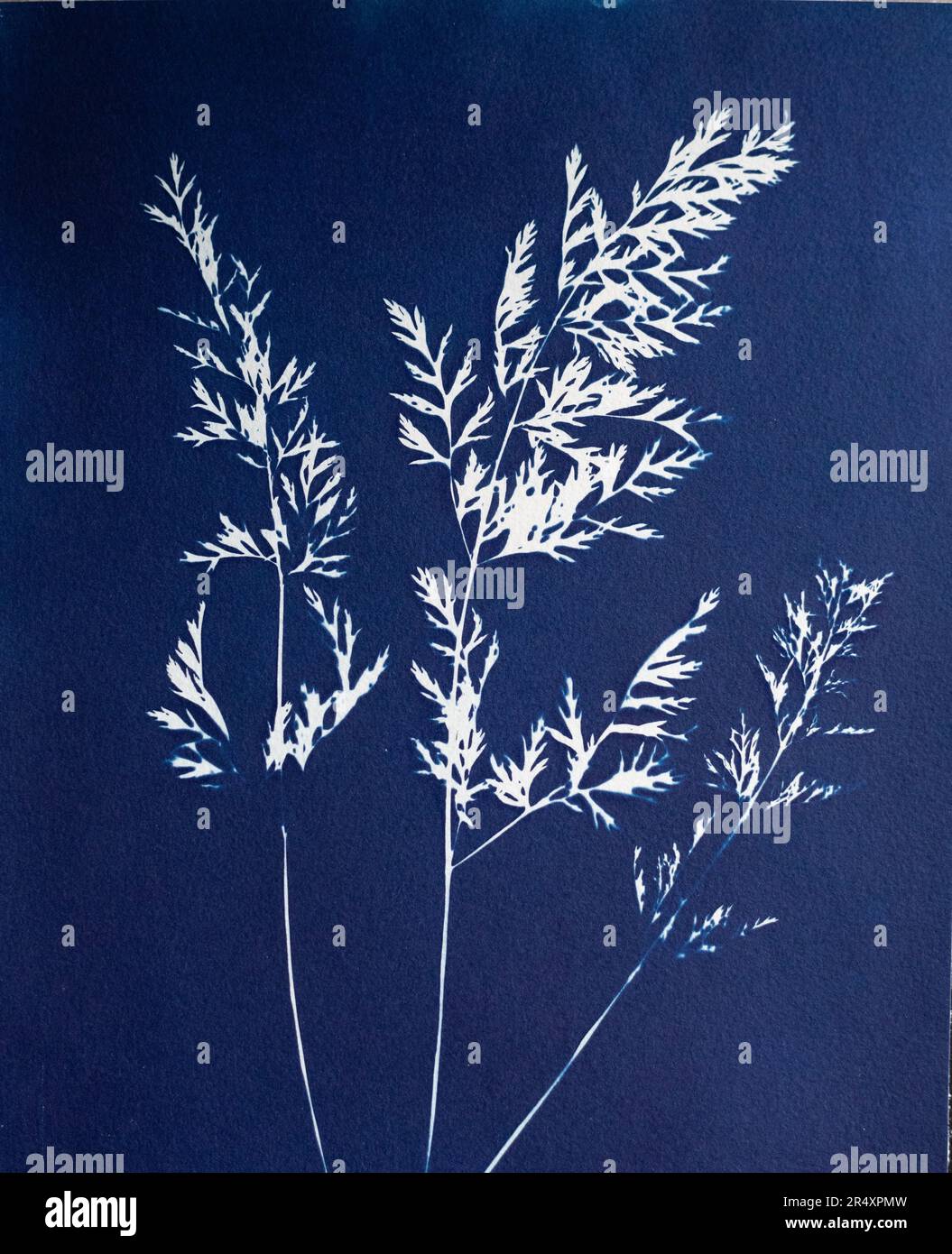 Daucus carota, carrot top cyanotype botanical sunprint in Prussian Blue ...