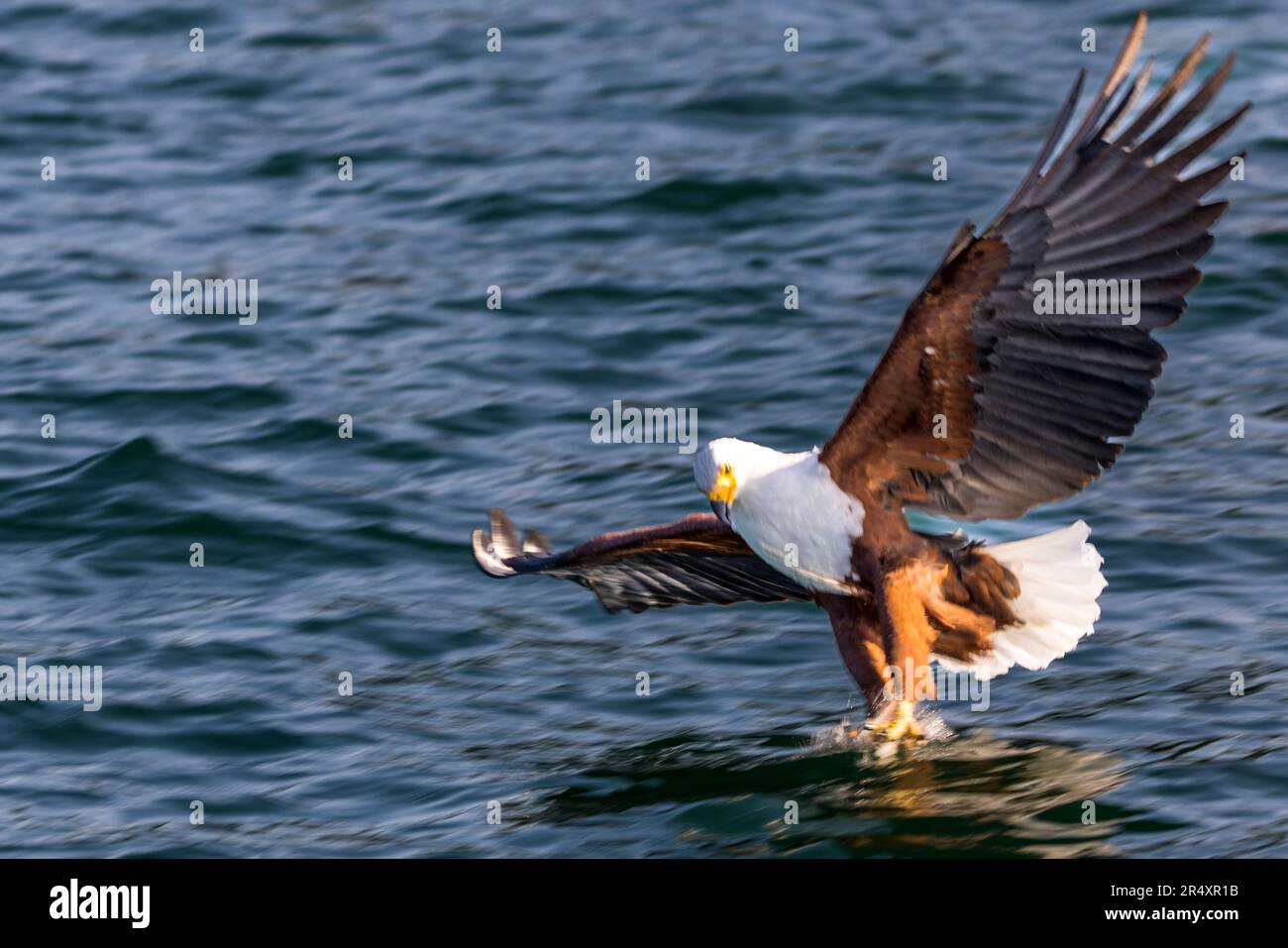 Mangochi fish hi-res stock photography and images - Alamy