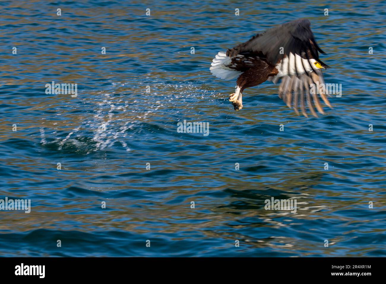 Bald eagle catches a fish in lake Malawi at Otter Point, Malawi. Bald ...