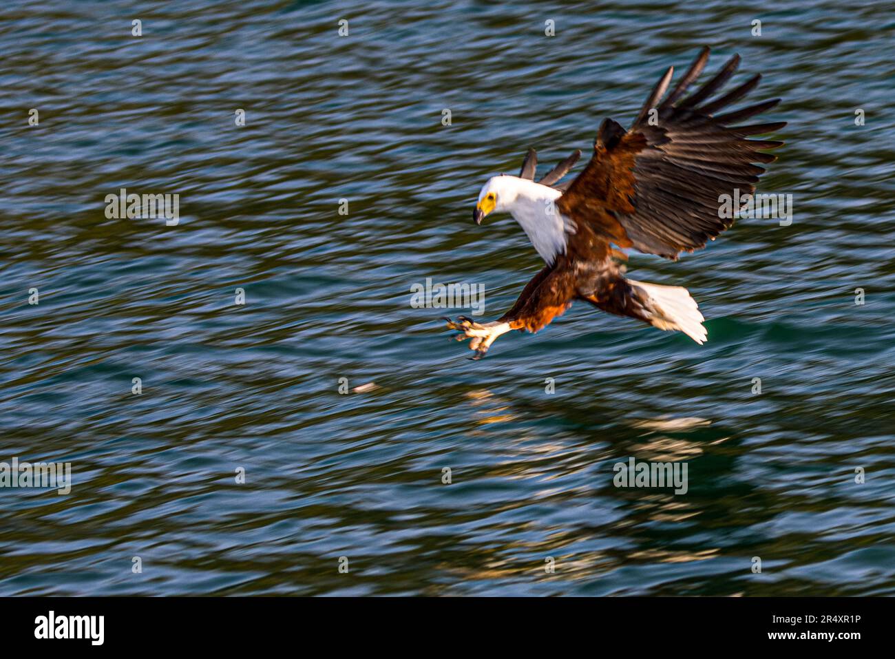 Bald eagle on Lake Malawi near Cape Maclear approaching a bait fish in ...