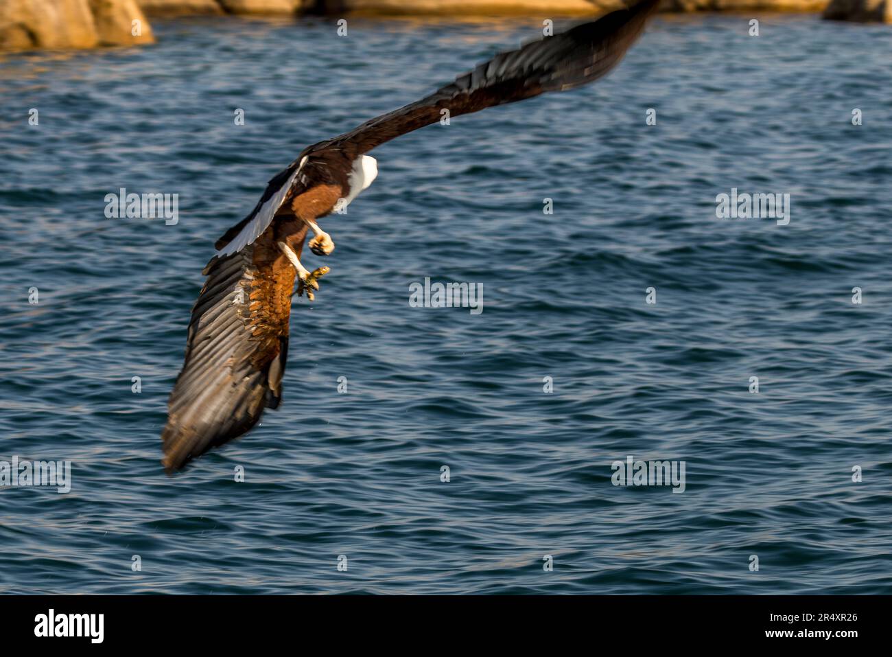 Bald eagle on Lake Malawi near Cape Maclear with a bait fish in its ...