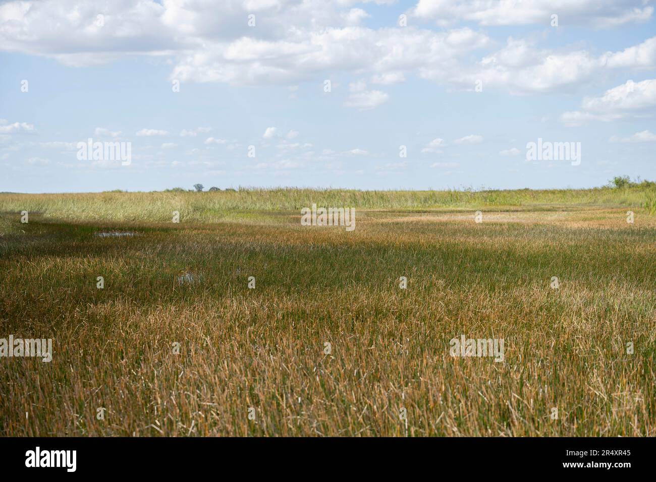 Everglades, Florida, USA. 8th May, 2023. Everglades National Park is a ...