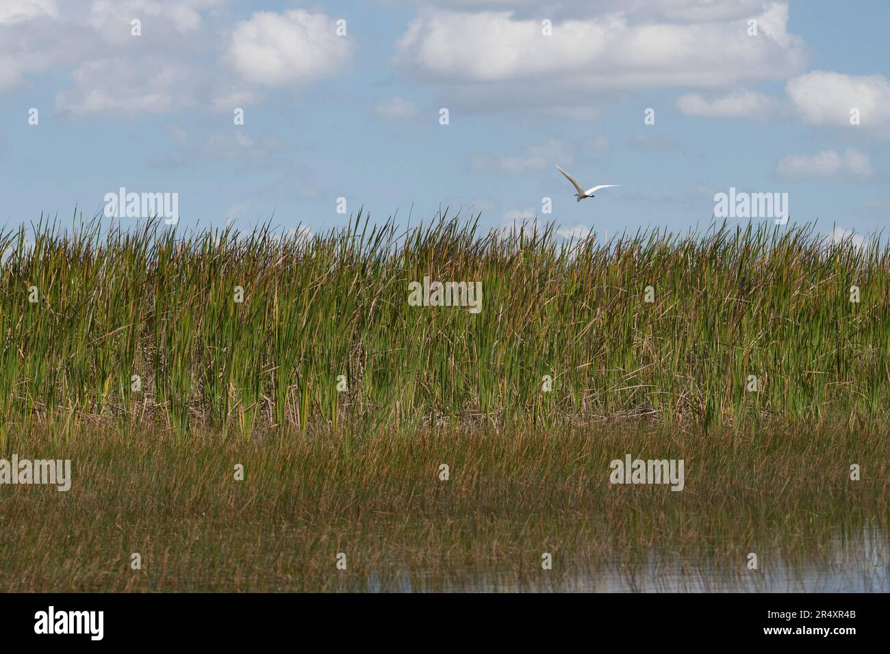 Everglades, Florida, USA. 8th May, 2023. Everglades National Park is a ...