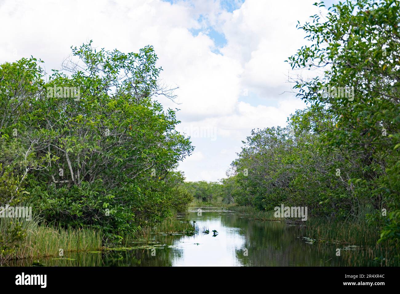 Everglades, Florida, USA. 8th May, 2023. Everglades National Park is a ...