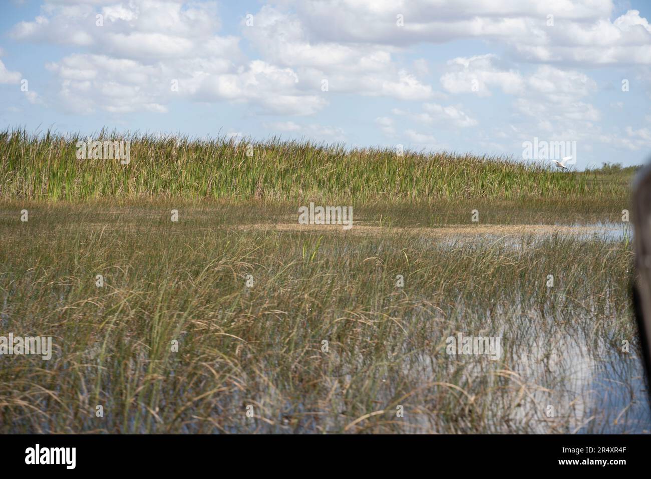 Everglades, Florida, USA. 8th May, 2023. Everglades National Park is a ...