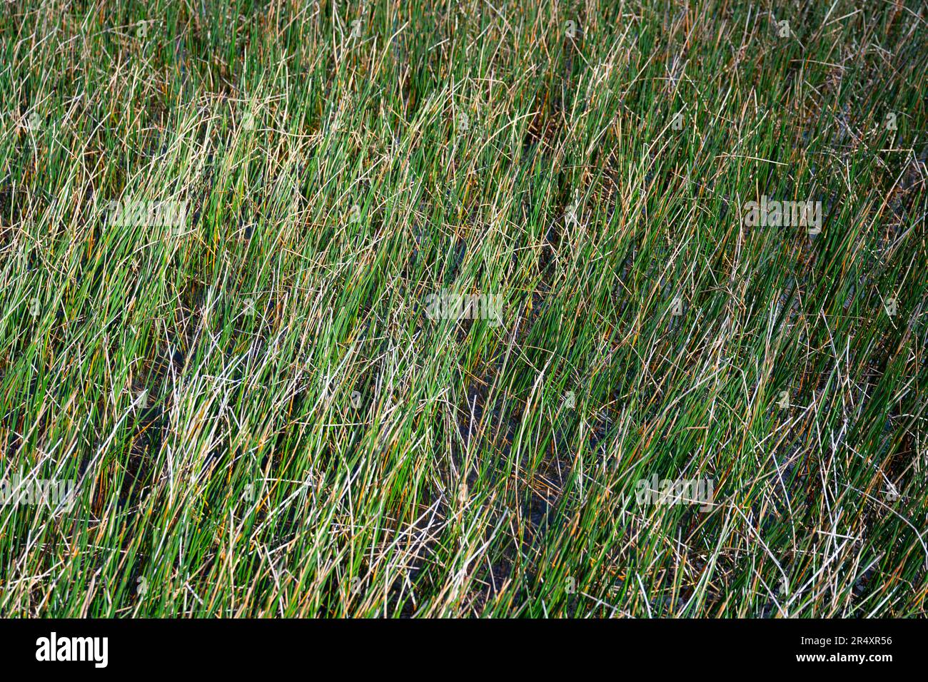Everglades, Florida, USA. 8th May, 2023. Sawgrass.Everglades National ...