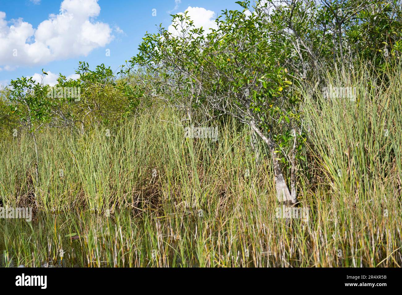 Everglades, Florida, USA. 8th May, 2023. Everglades National Park is a ...